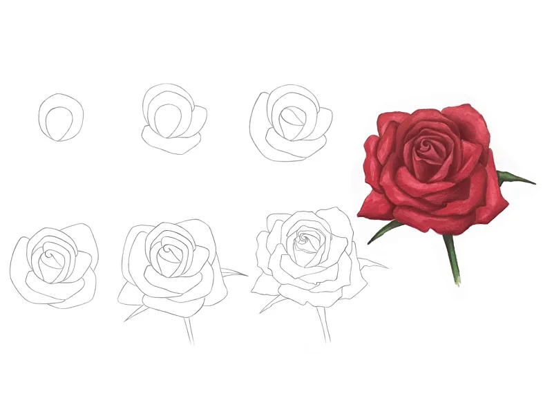 how to draw a realistic rose leaf
