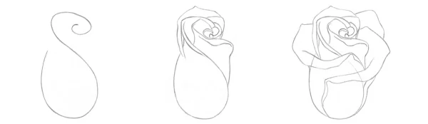 rose drawing simple method