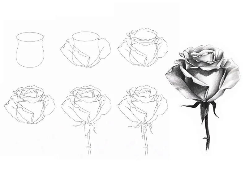 how to draw rose easy