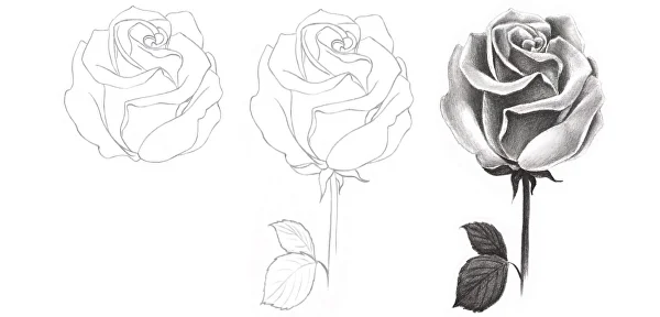 how to draw a rose by pencil