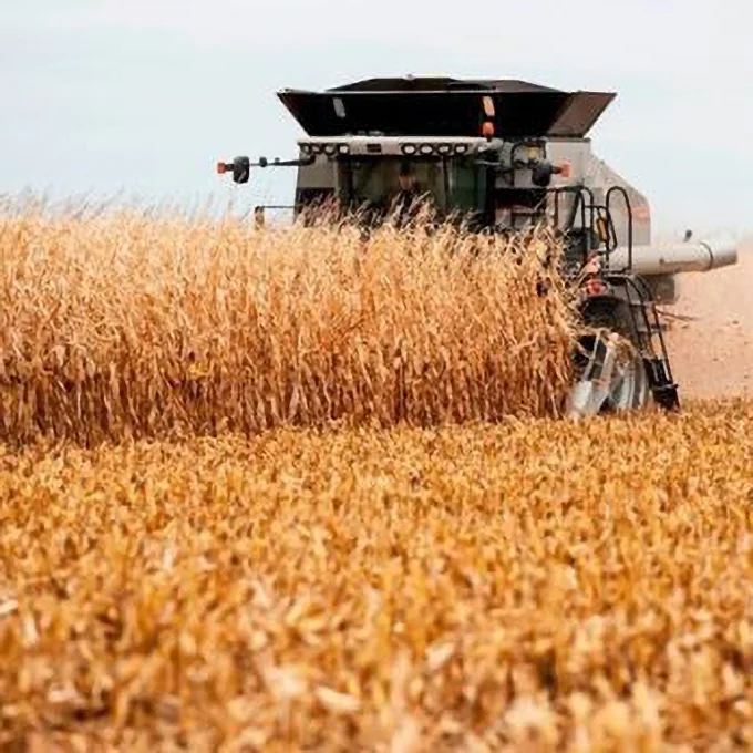 harvesting buckwheat combine